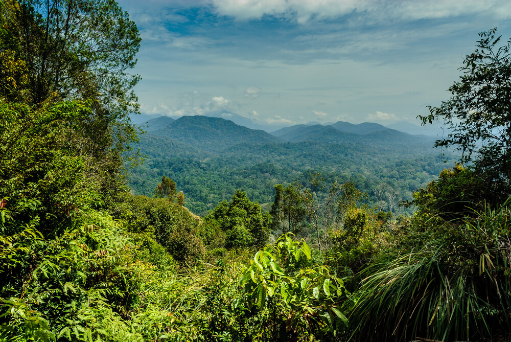 Taman Negara, la selva más antigua del mundo - Mi Viaje