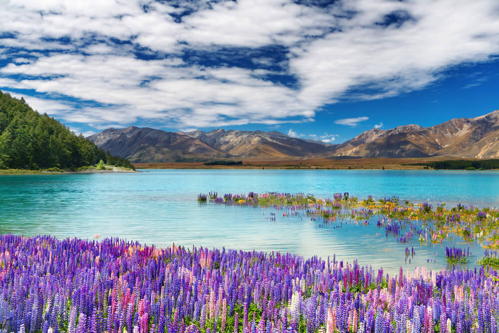 5 cosas que puedes hacer en el lago Tekapo - Mi Viaje