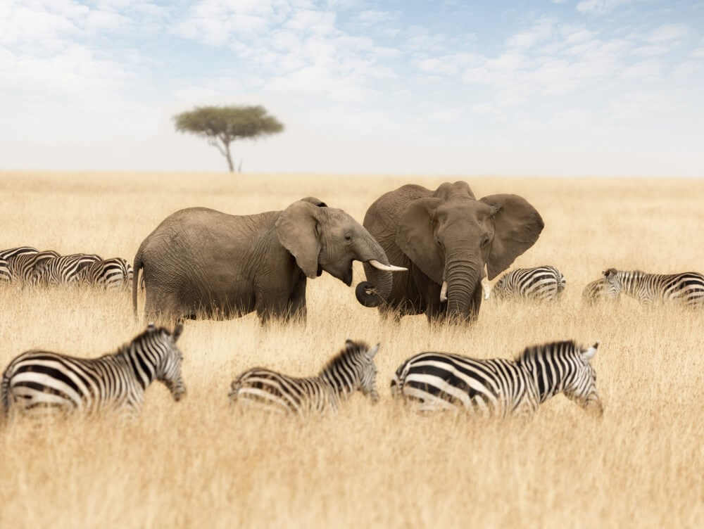 Visitamos el Masai Mara Triangle en Kenia - Mi Viaje