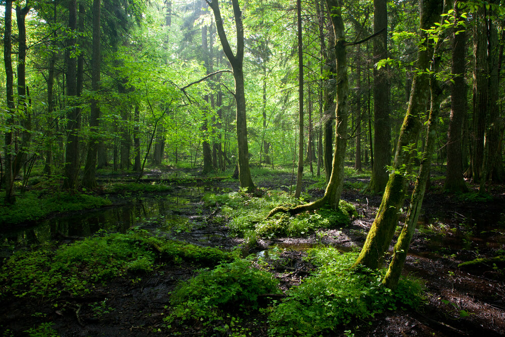 El bosque de Bialowieza: una sorprendente reserva natural - Mi Viaje
