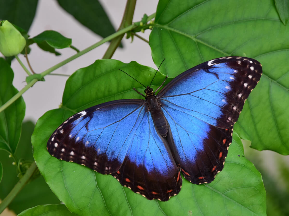 Las mariposas azules que puedes encontrar en el Amazonas - Mi Viaje